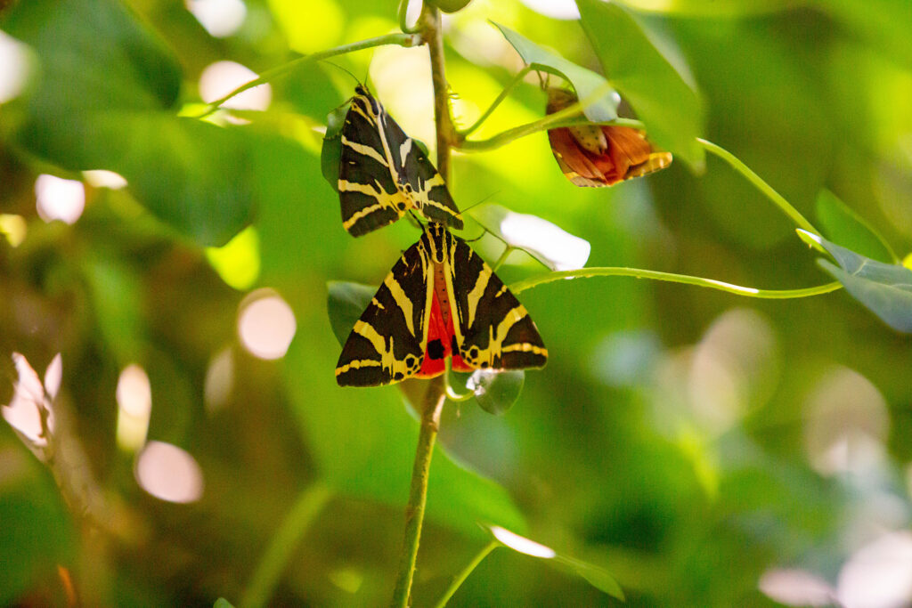 Butterflies Paros – Butterflies Nature Reserve Paros