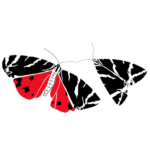 Butterflies Paros – Butterflies Nature Reserve Paros